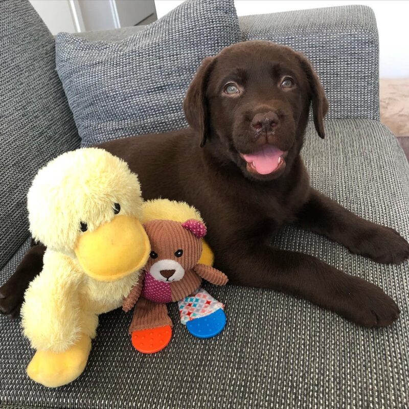 Cute Fox Red Lab Puppies For Sale Labrador Today