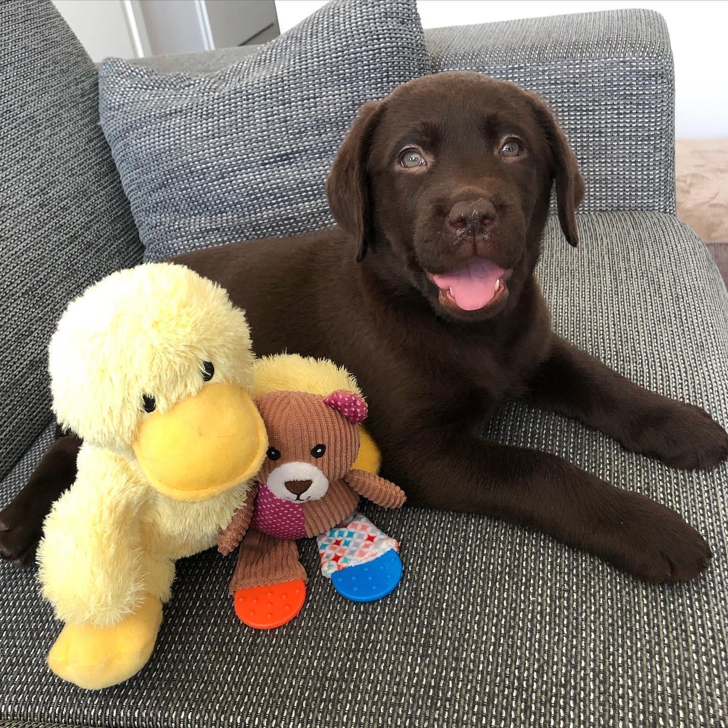 Red Fox Lab Puppies for Sale | Labrador Today