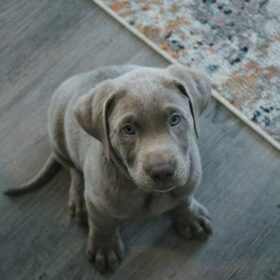 Black Lab Puppies for Sale | Labrador Today