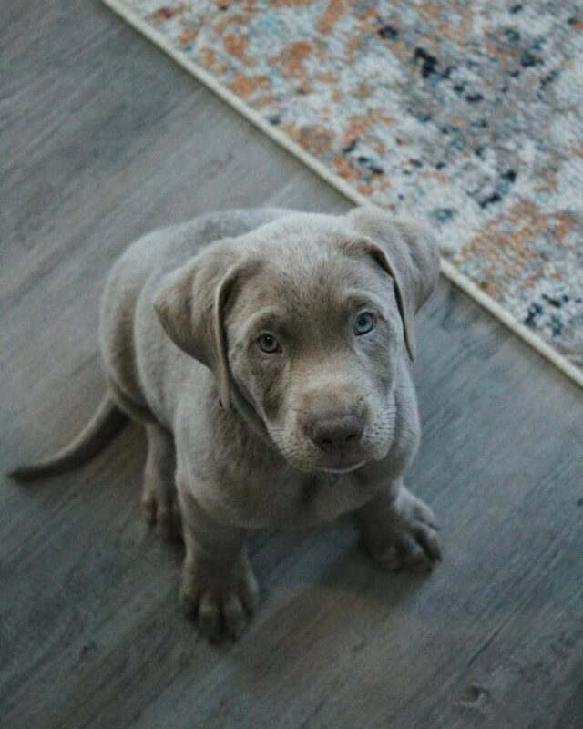 Purebred Silver Lab Puppies for Sale | Rare AKC Labradors