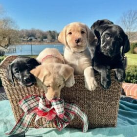 Labrador retriever puppies for sale | Labrador Today