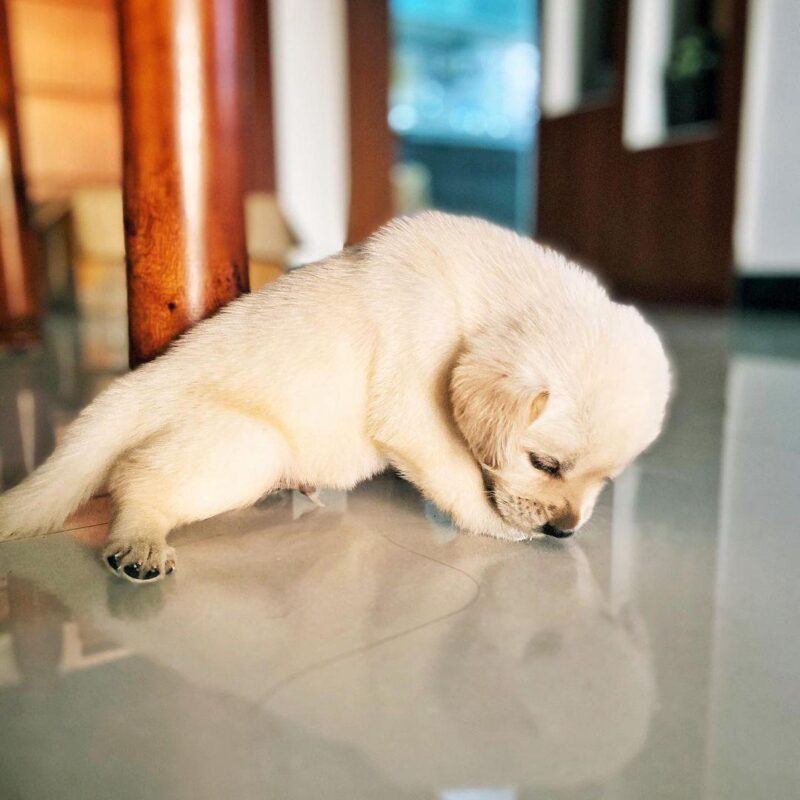 Yellow Lab Puppies for Sale – Healthy & AKC