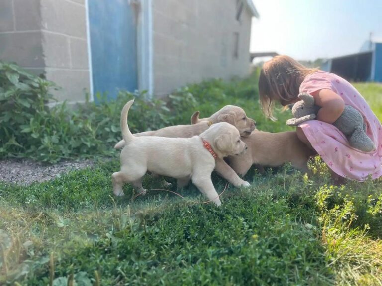 Labrador retriever puppies for sale | Labrador Today
