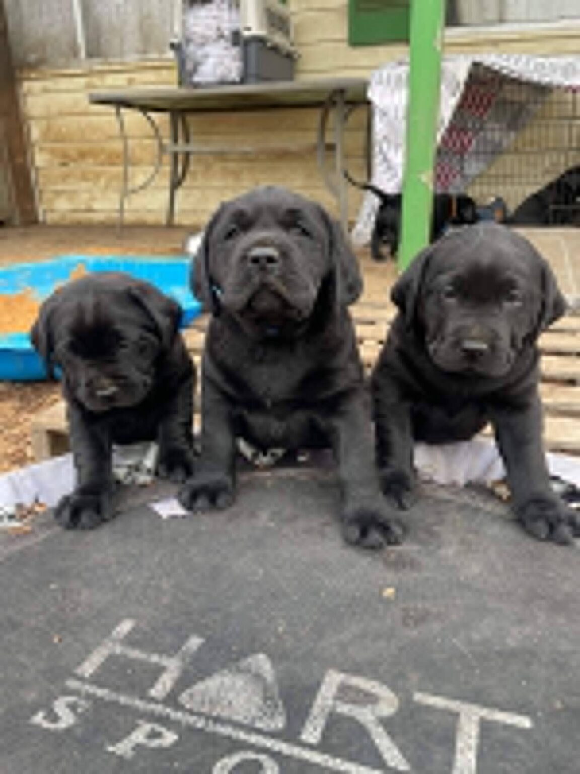 Cheap Puppies for Sale Bismarck ND | Labrador Today