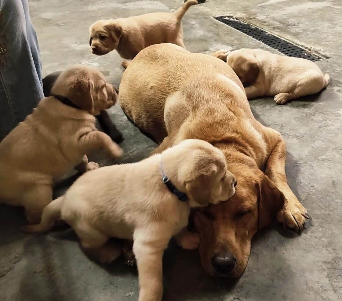 Cute AKC Yellow Lab Puppies for Sale | Labrador Today