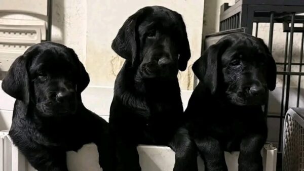 Lovely Black Lab Puppies for Sale Near Me | Labrador Today