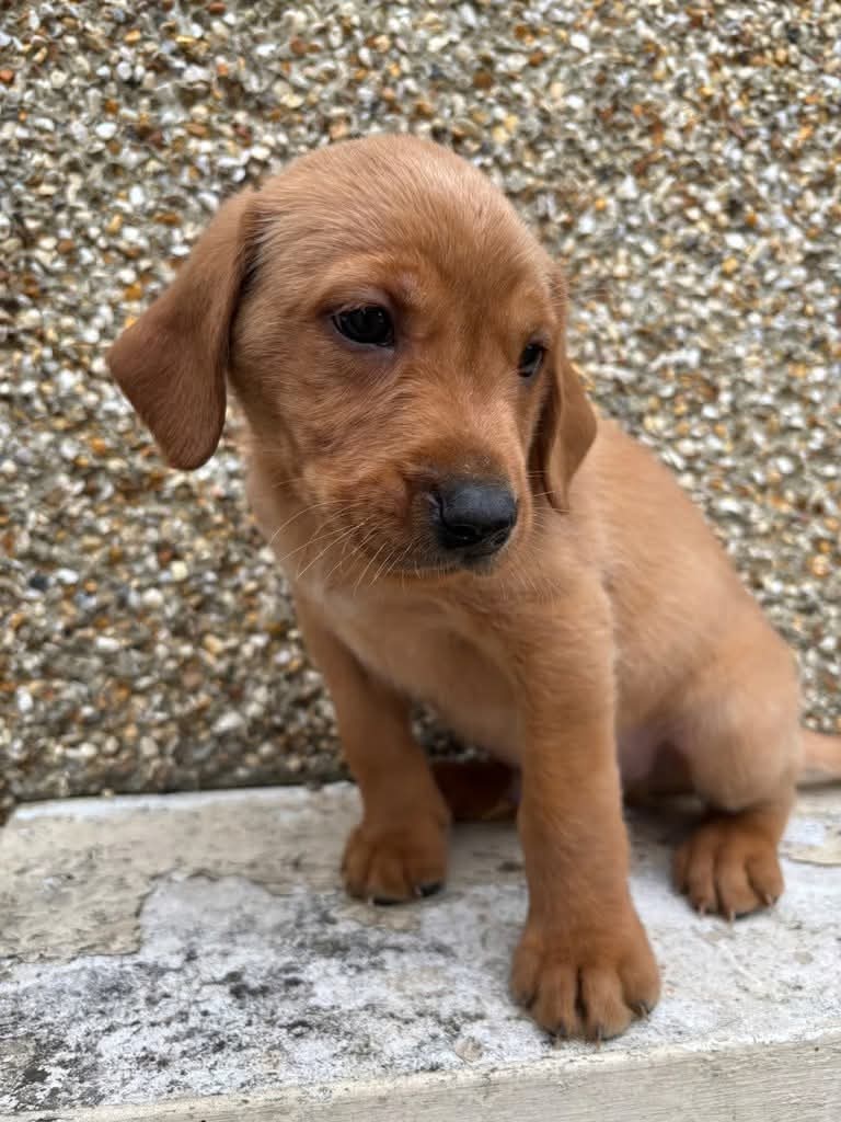 Adorable Red Fox Lab puppies for sale in Texas | Easy Steps