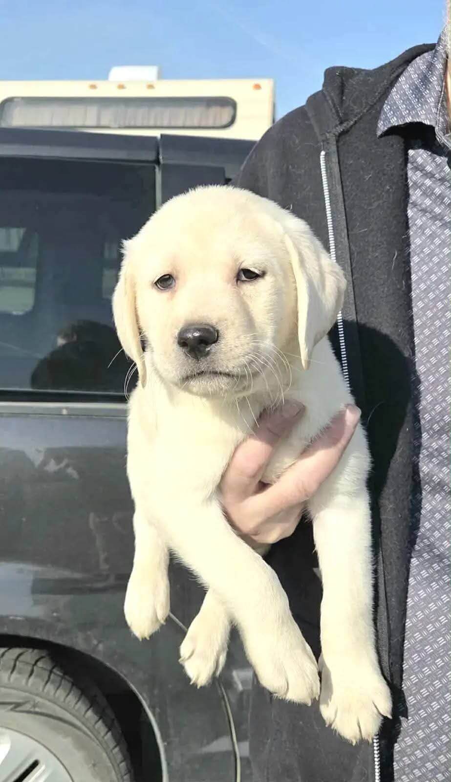 White Labrador Puppy Price 2026 – Best Guide & Costs