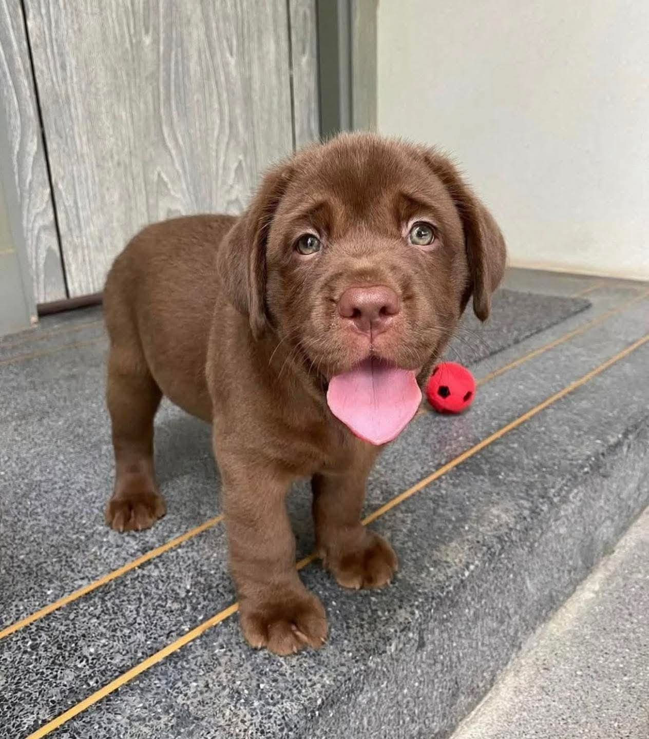 Chocolate Lab Puppies for Sale in Indiana – Family Raised